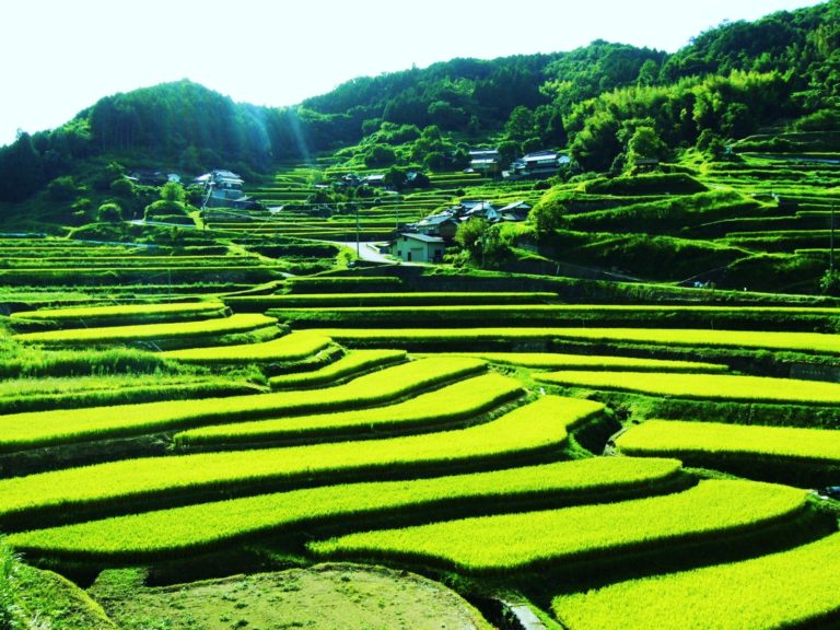 5 Beautiful terraced paddy field “Tanada “ | Unique Japan