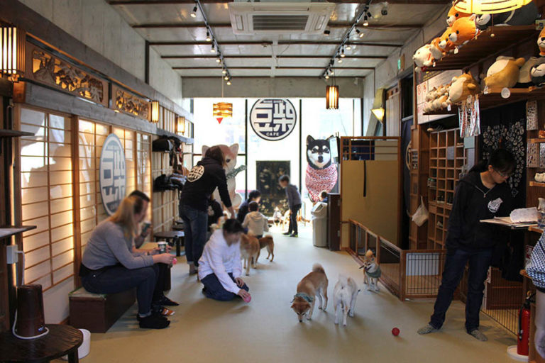 Mameshiba Cafe in Tokyo | Unique Japan