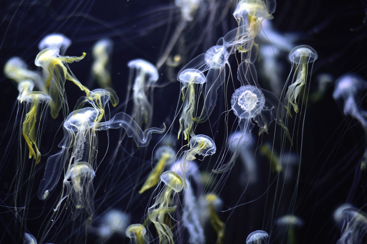 Kamo Jellyfish Aquarium | Unique Japan