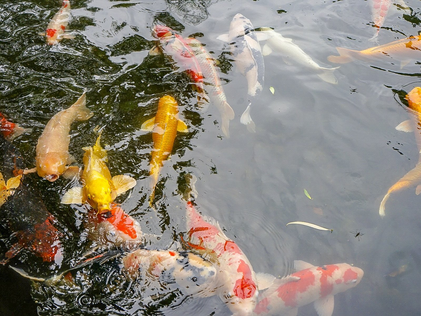 Koi Fish “Nishikigoi” | Unique Japan